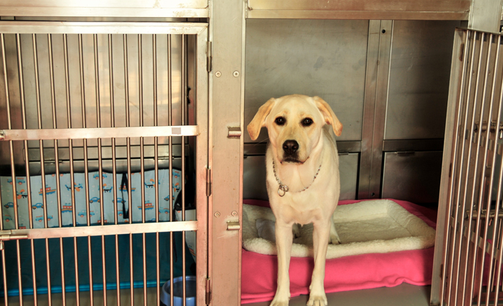 Pet Boarding vs Home Care | Pets Plus Us