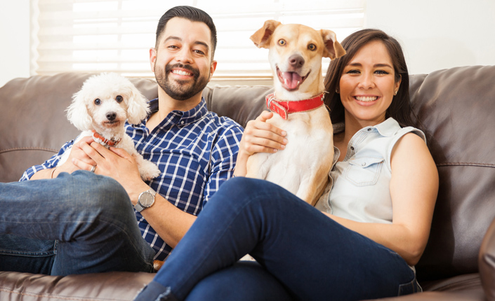 How to Properly Introduce a New Pet | Pets Plus Us