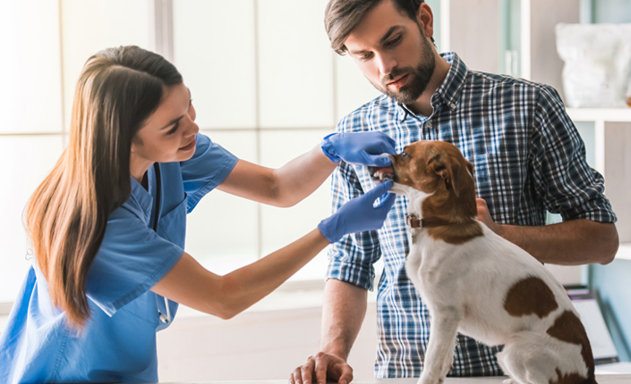 Proper Vet-iquette: 5 Ways To Have Good Manners At The Vet Office ...