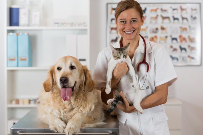 How to Stop Vet Anxiety | Pets Plus Us