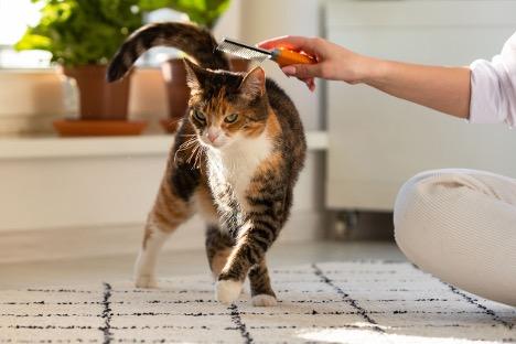 Fall Pet Grooming Tips | Pets Plus Us Pet Insurance