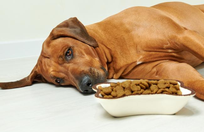 Signs of Poisoning in Dogs and Cats | Pets Plus Us