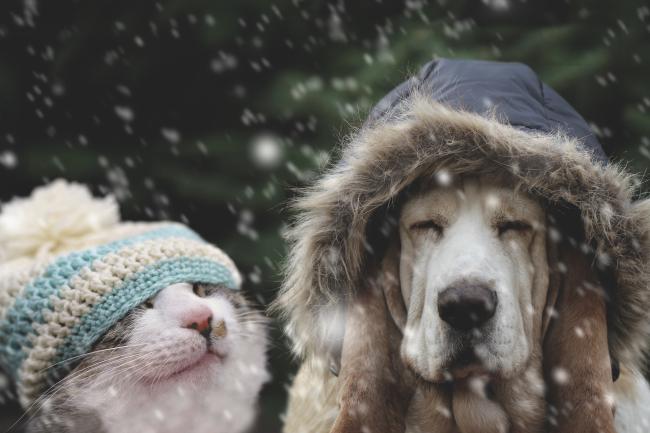 Winter Safety Tips For Cats & Dogs | Pets Plus Us